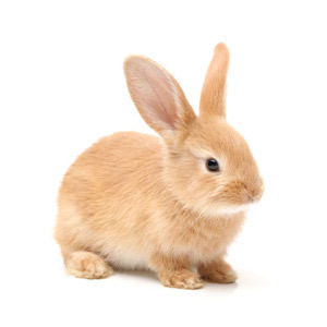 Shop - Page 34 of 119 - Naturally For Pets